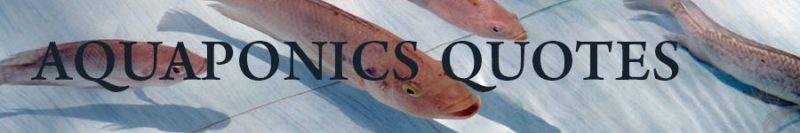 Quotes From The Experts - uPONICs, Hydroponics and Aquaponics Information