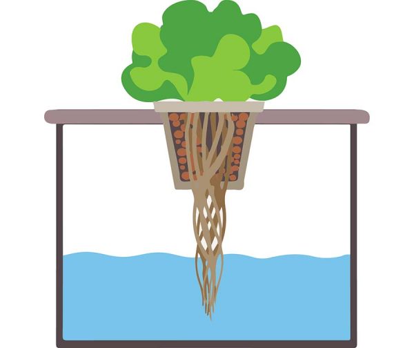 The Kratky Method of Hydroponics - uPONICs, Hydroponics and Aquaponics ...