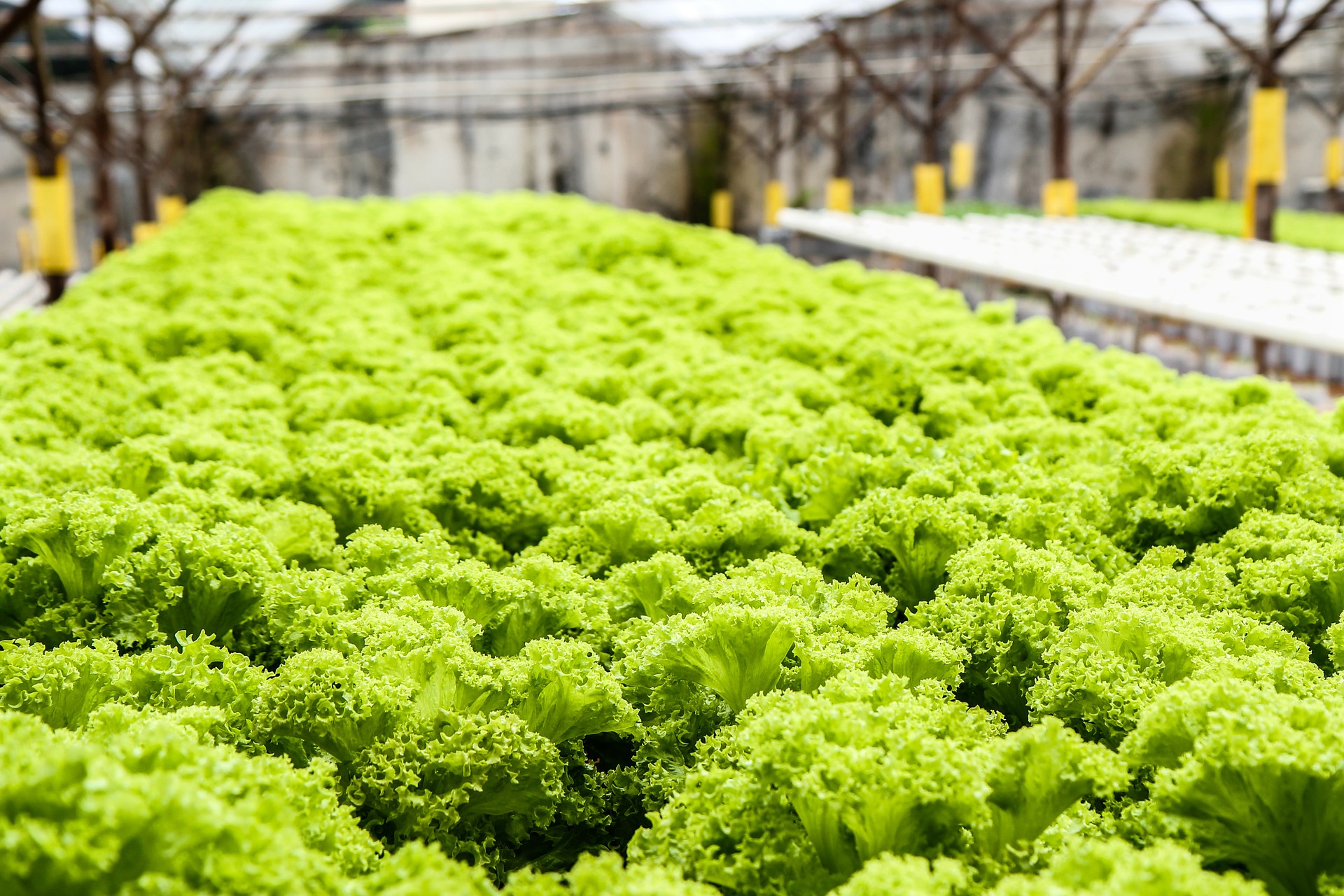 Hydroponic Lettuce Nutrients Best Fertilizer For Your Leafy Greens 